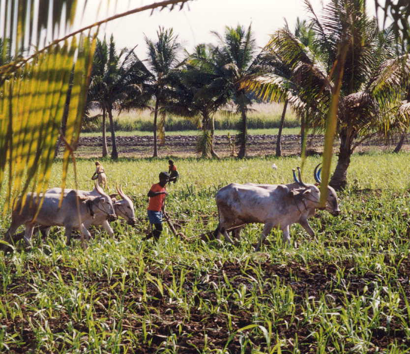 Small farmers in Indian agriculture – Understanding Society