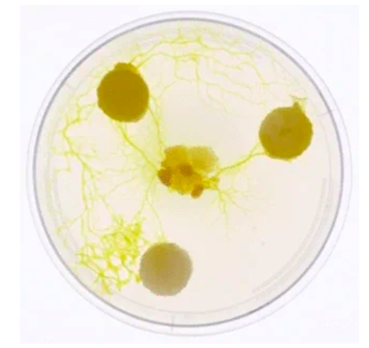 Slime mold intelligence – Understanding Society